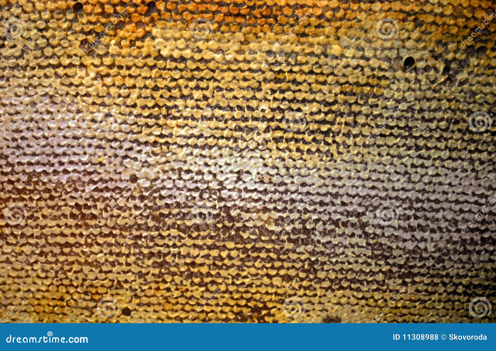 Honeycombs stock photo. Image of apiarian, bees, excellent - 11308988