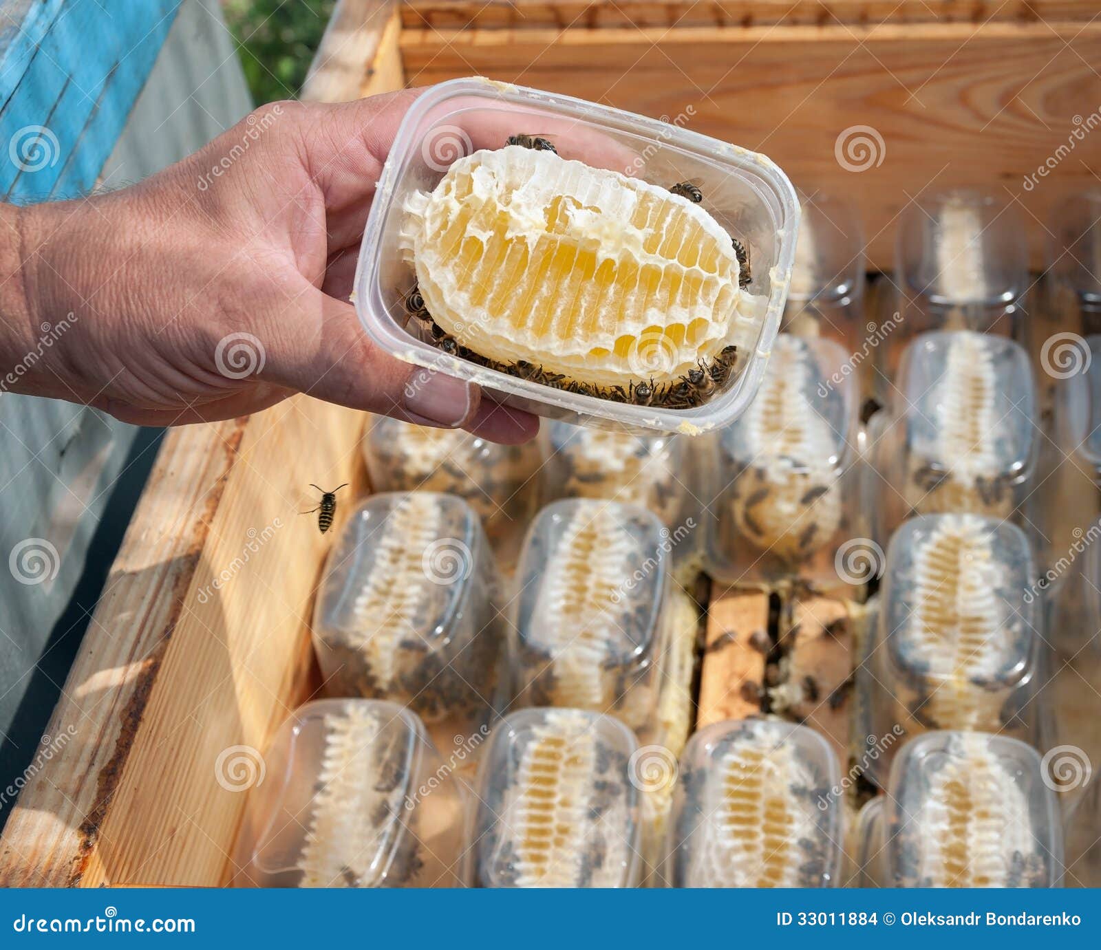 Honeycombs stock photo. Image of beehive, insect, honey - 33011884