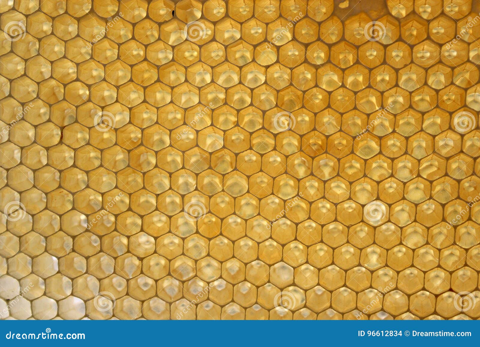 Honeycombs in hive stock photo. Image of fauna, gold - 96612834