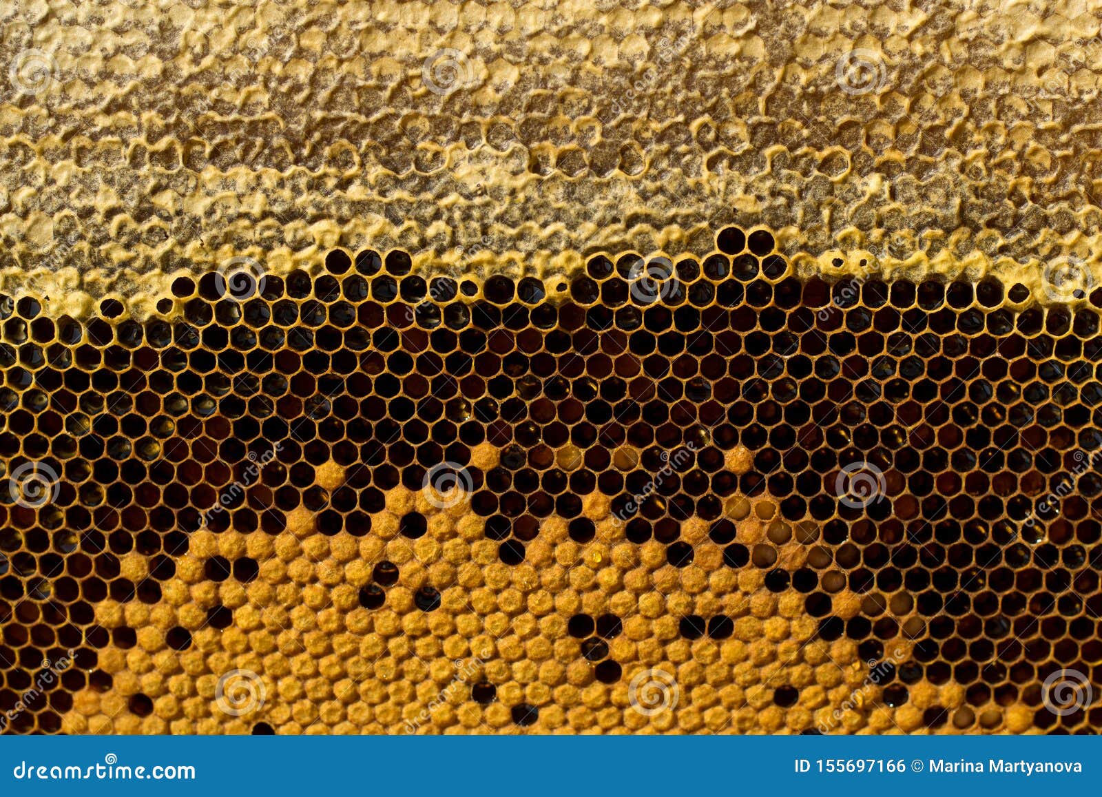 Honeycombs with Honey, Brood and Perga. Visible Shape and Bee Bread of ...
