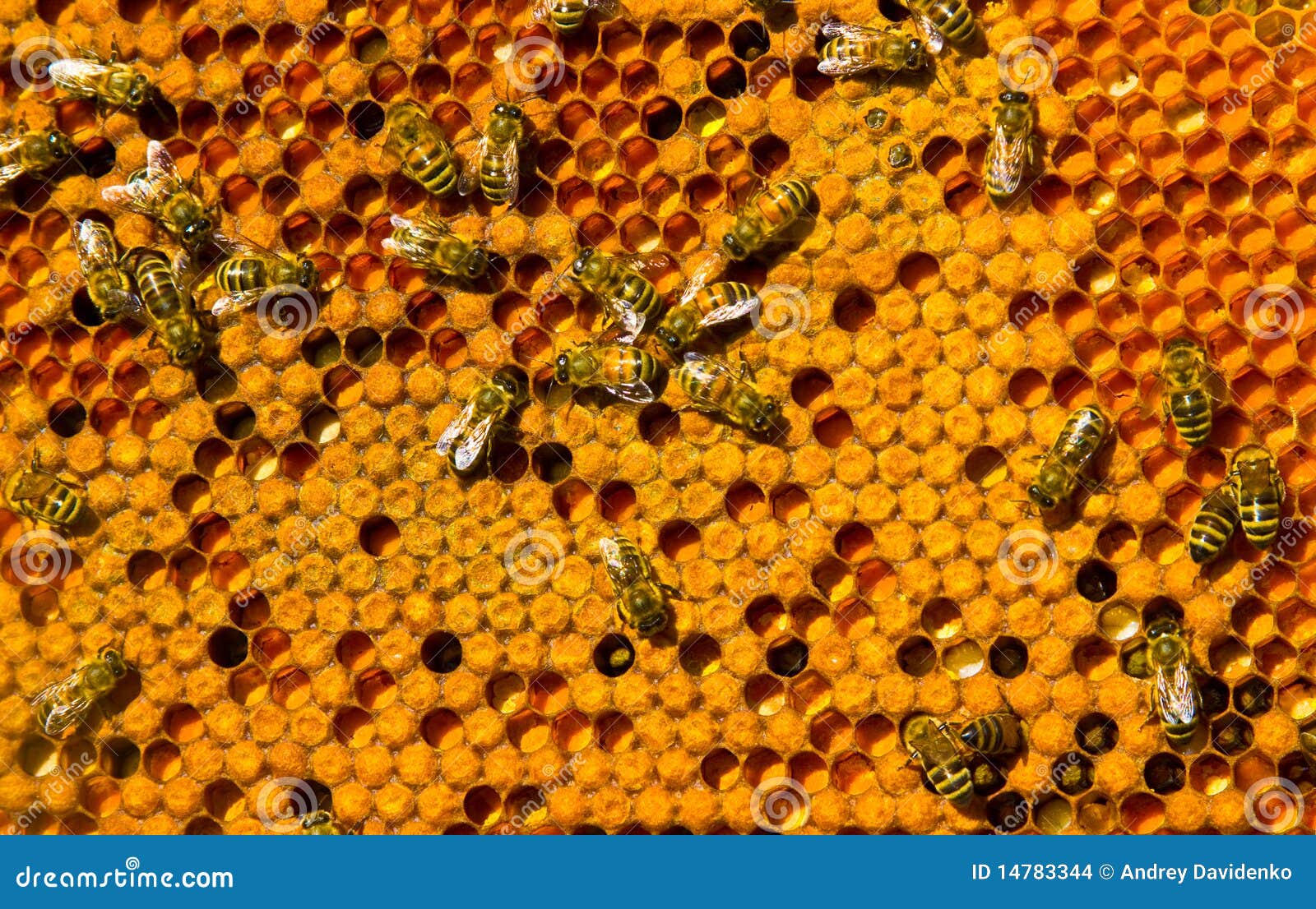 Honeycombs with Pergo and Brood Stock Photo - Image of ambrosia ...