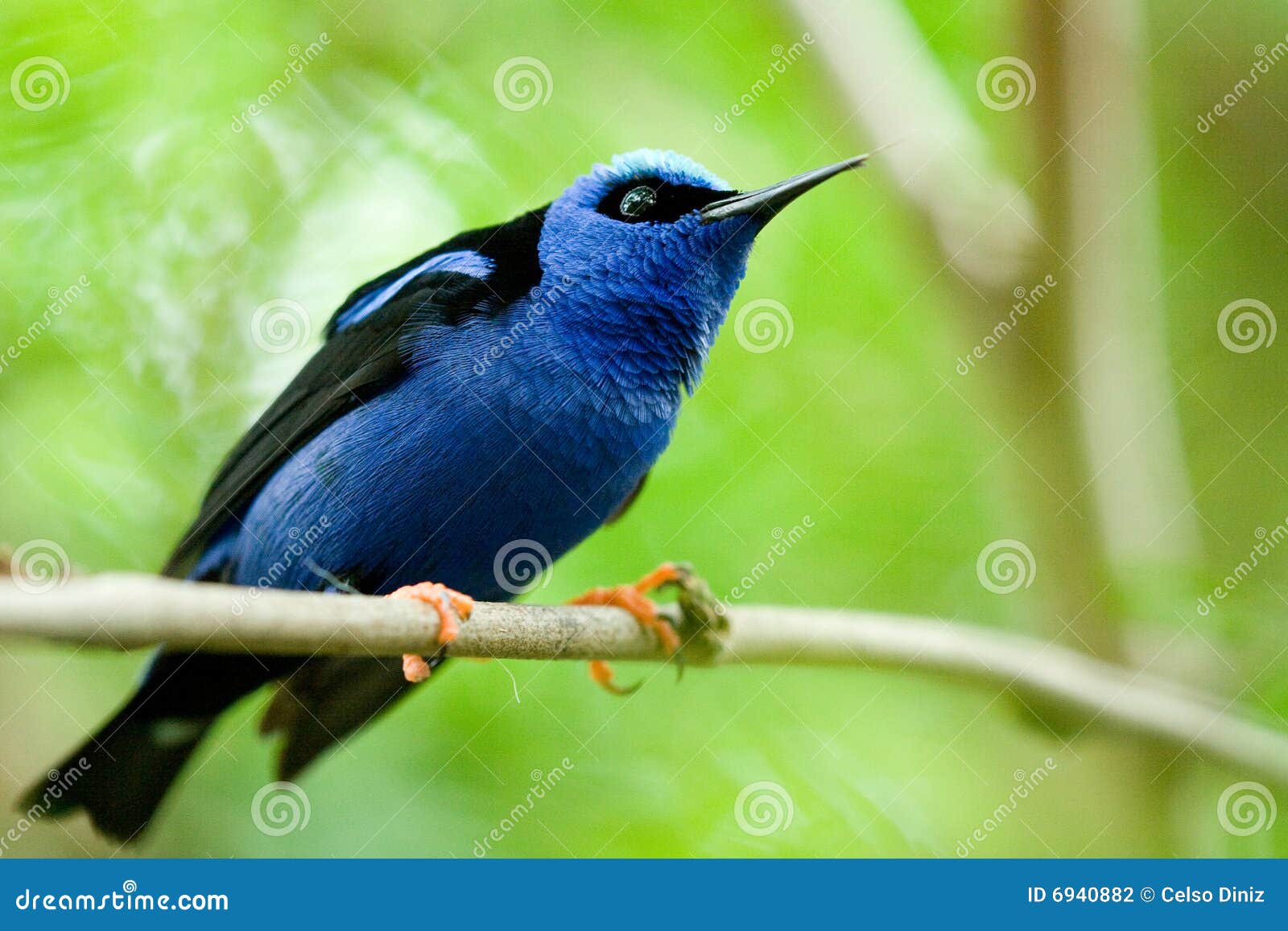 Vogel met blauwe veren stock foto. Image of neergestreken - 6940882