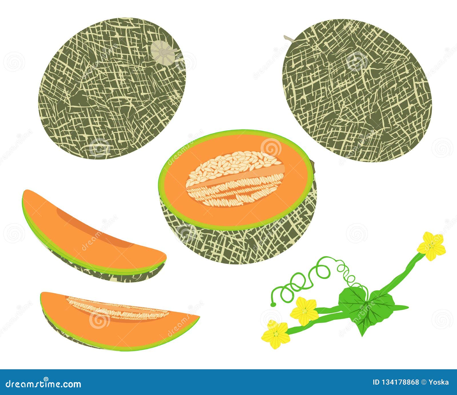 Melon Vector Drawing Icon. | CartoonDealer.com #183575995