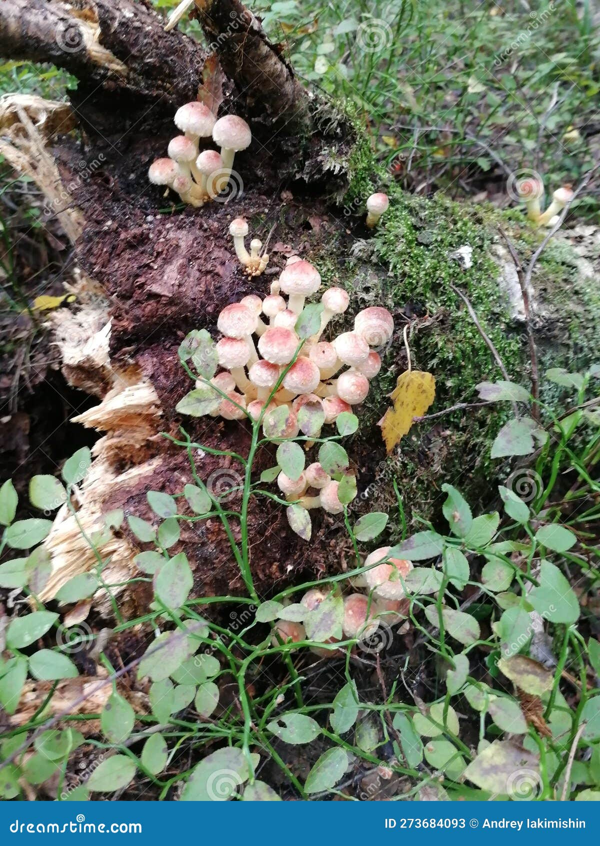 Honeydew on a Tree in the Forest Stock Image - Image of mushroom, leaf ...