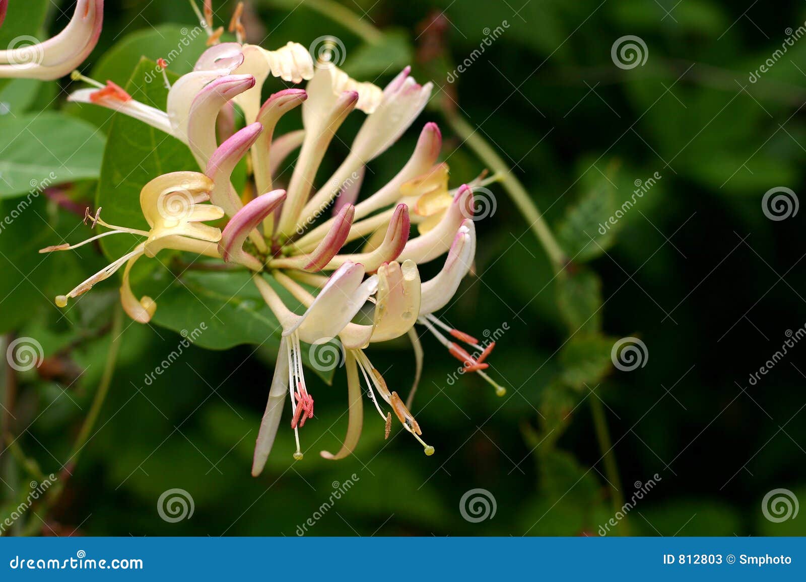 Honeysuckle stock image. Image of petals, flowers, fragrant - 812803