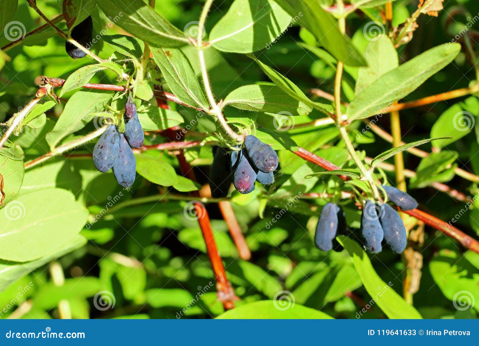 The Honeysuckle Berries on the Bush Stock Image - Image of botany ...