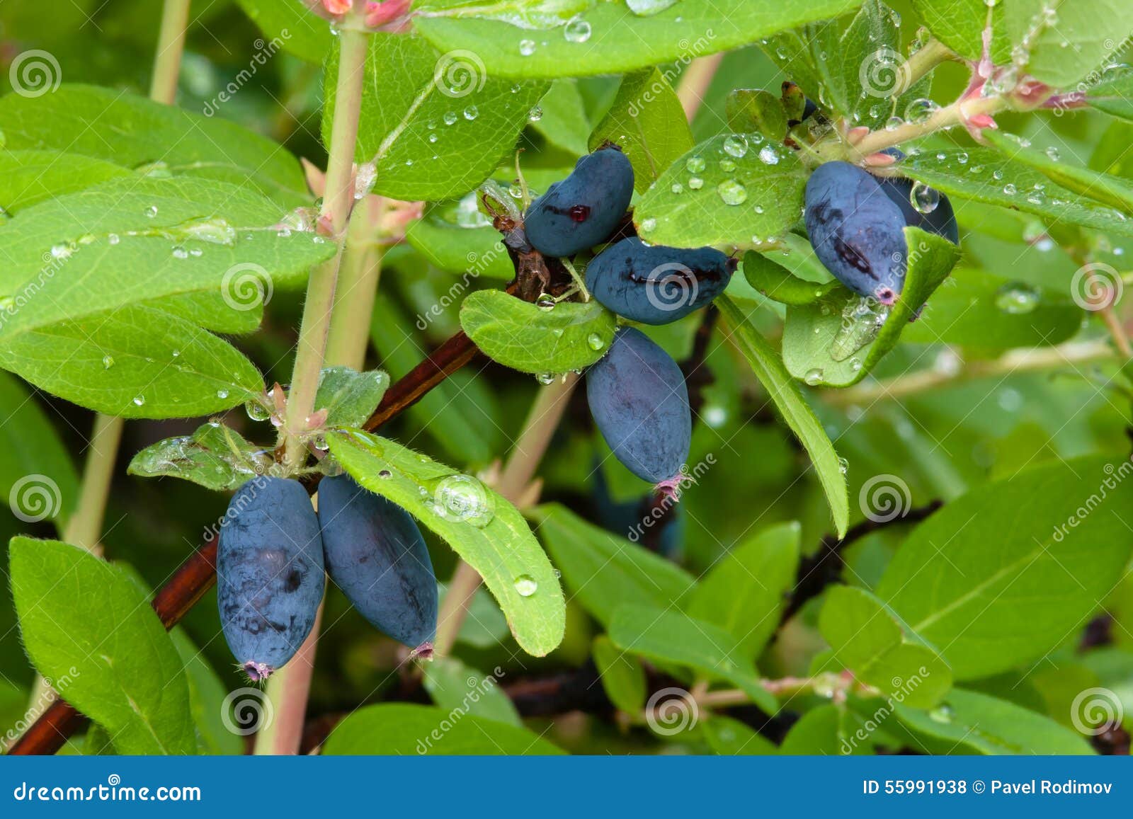 Honeysuckle Berries Growing on the Branch Stock Photo - Image of edible ...
