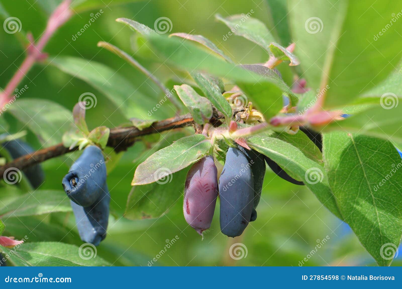 Honeysuckle berry stock photo. Image of herb, bunch, organic - 27854598