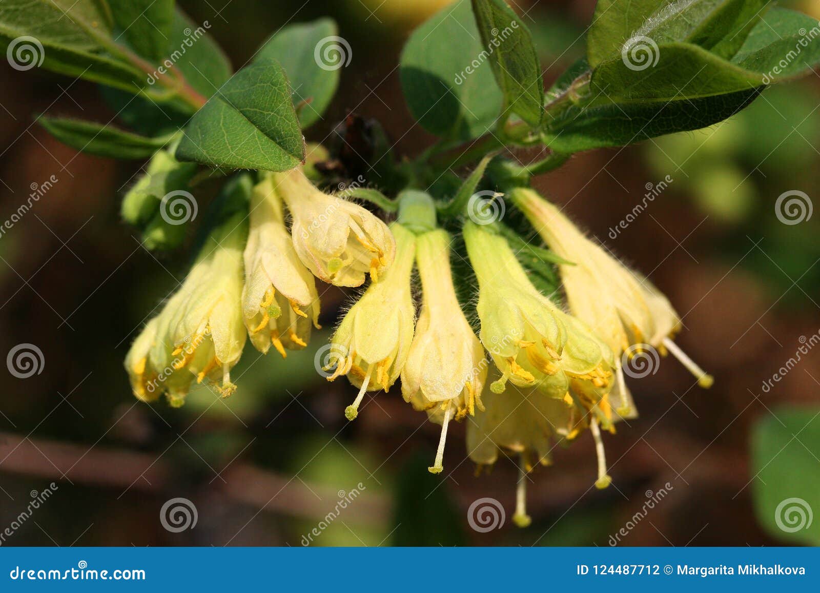 Honeysuckle in bloom stock photo. Image of bright, honeysuckle - 124487712