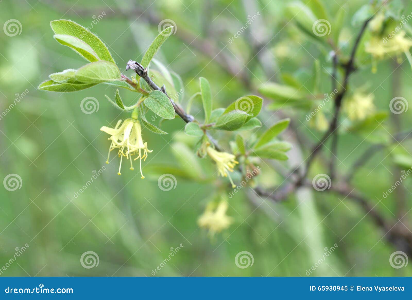 Honeysuckle Blooming Branch. Spring Garden Stock Image - Image of ...