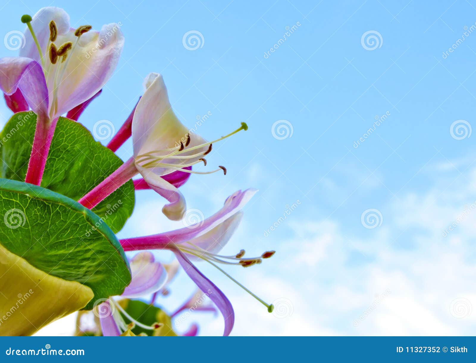 Honeysuckle on Blue Sky Background Stock Photo - Image of closeup ...
