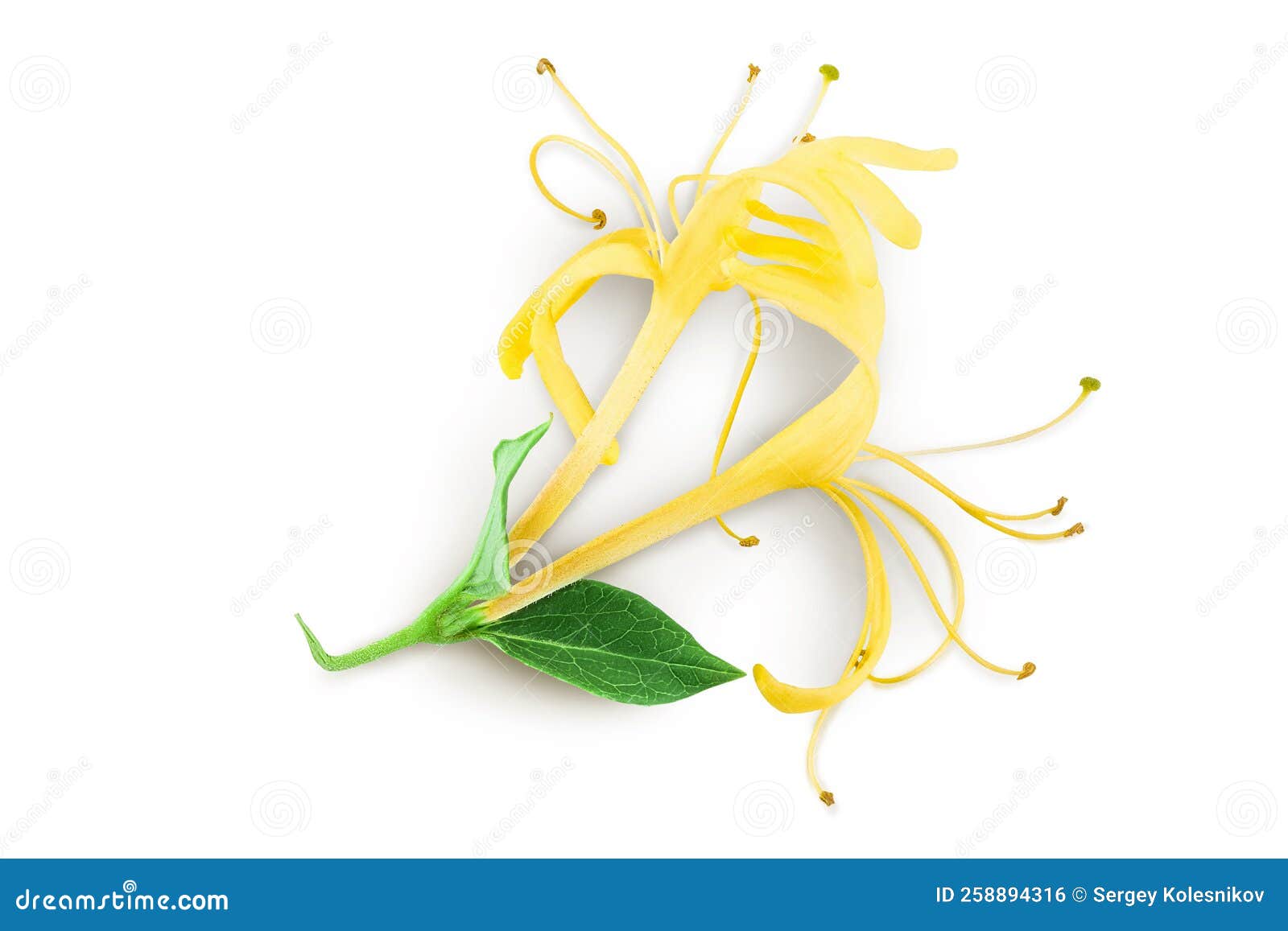 Honeysuckle Flower Isolated on White Background with Full Depth of ...