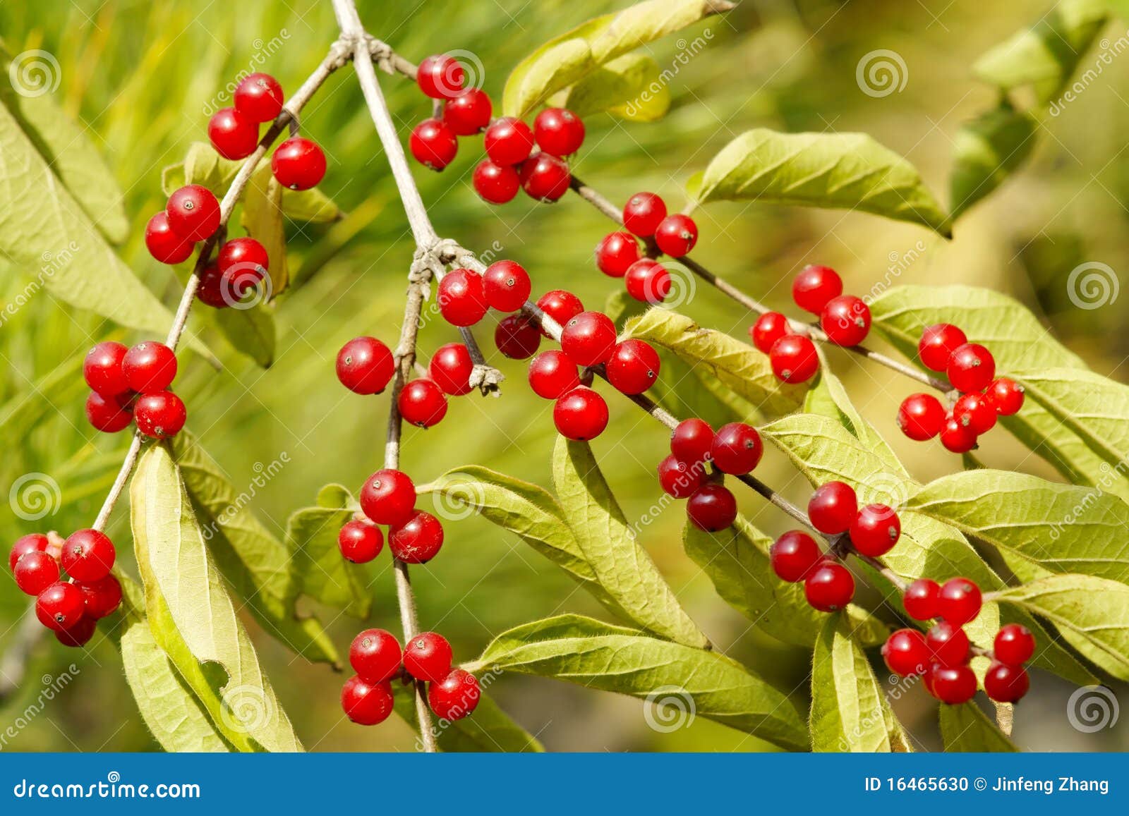 Honeysuckle fruits stock photo. Image of fruitery, fruit - 16465630
