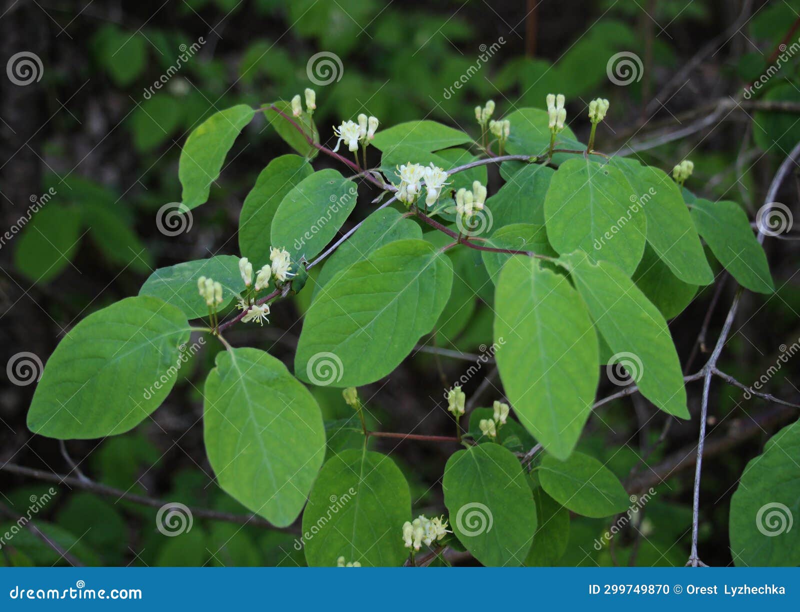 Honeysuckle (Lonicera) Blooms in Nature Stock Photo - Image of flora ...