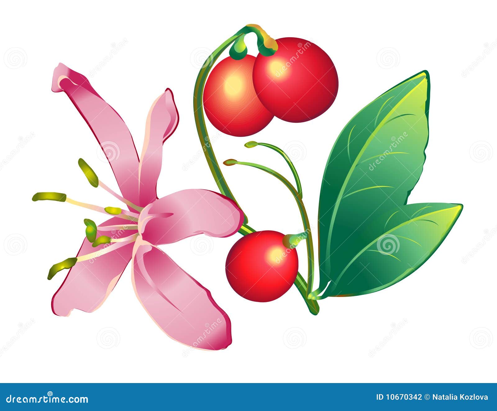 Honeysuckle, Model with EPS File Stock Vector - Illustration of ...