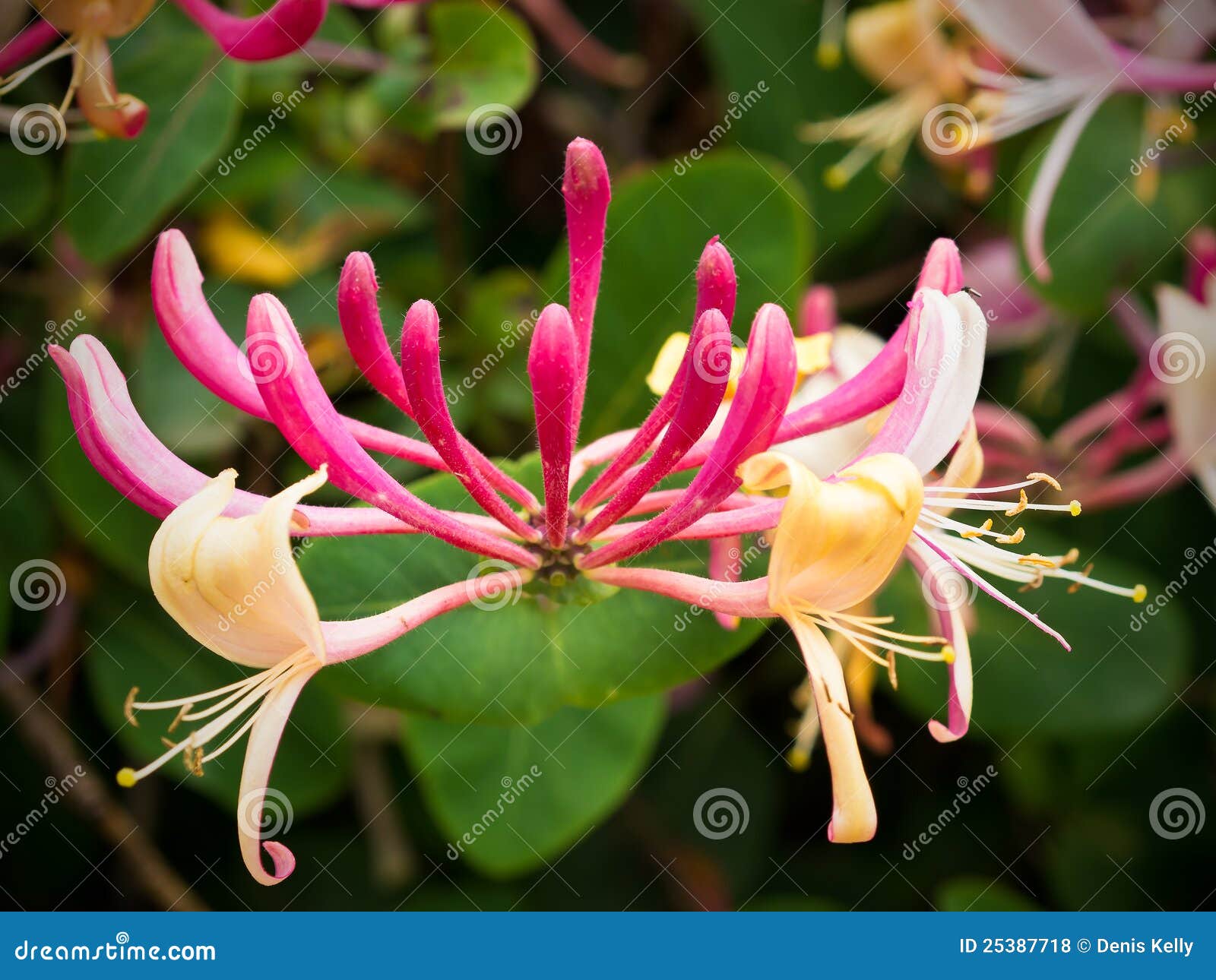 Honeysuckle Plant stock photo. Image of blossom, perfume - 25387718
