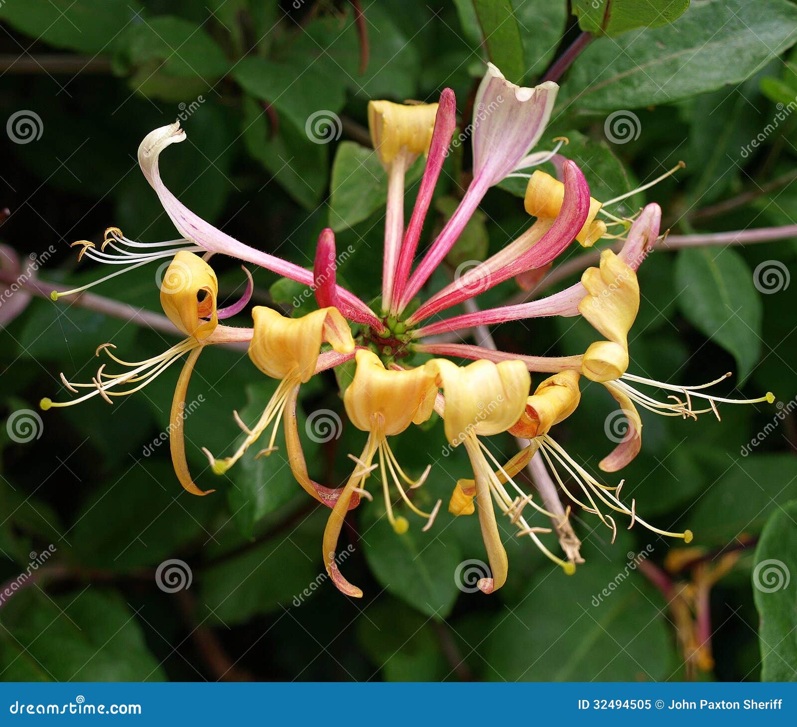 Honeysuckle stock image. Image of yellow, delicate, pink - 32494505