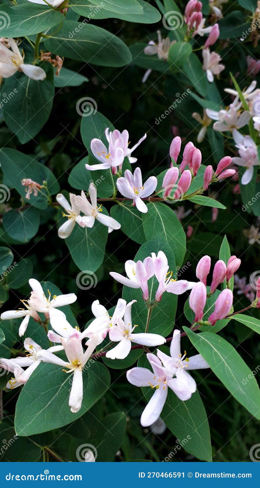 Honeysuckle. Spring Flowers. Blooming Green Bush Stock Image - Image of ...