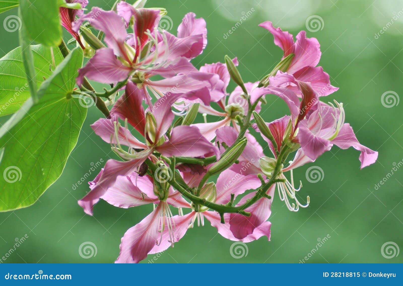 Hong Kong Orchid flower stock image. Image of tree, pink - 28218815