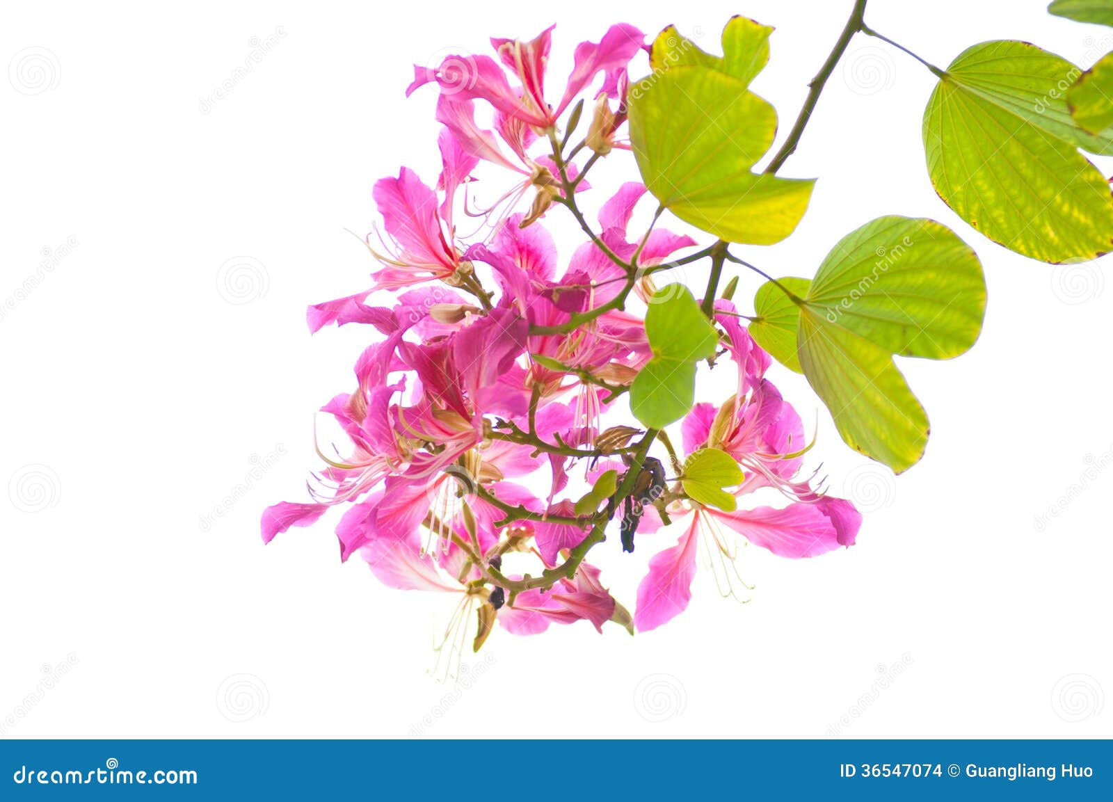 Hong Kong Orchid Tree stock photo. Image of bauhinia - 36547074