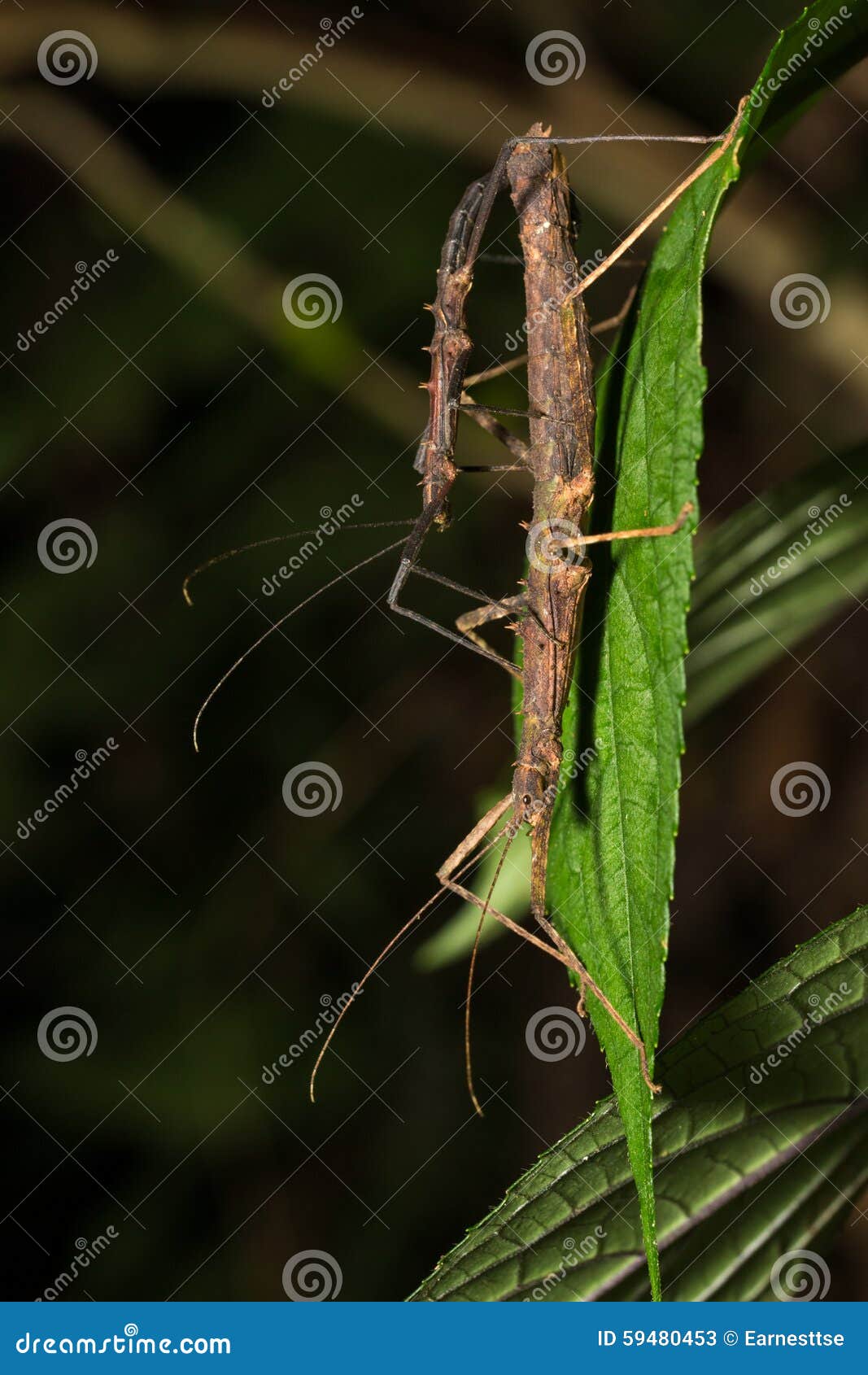 Hong Kong Spiny Stick Insect Mating on Leaf Stock Image - Image of ...
