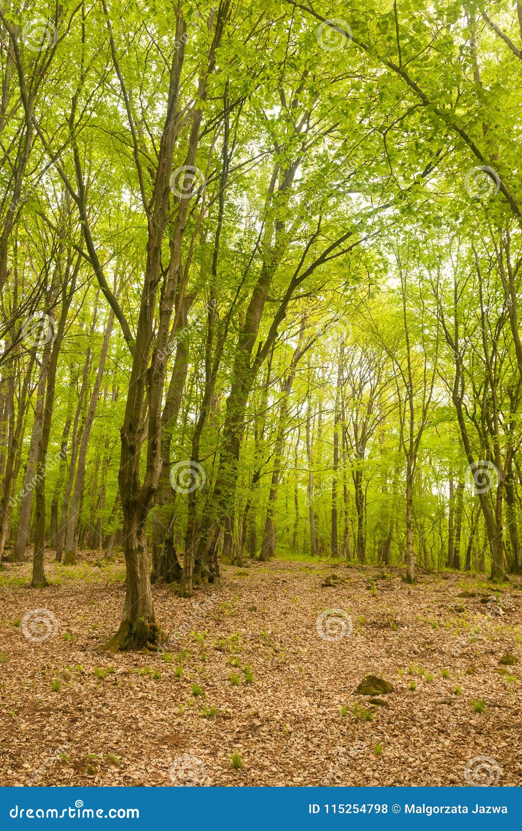 Hongaars Groen Bos in De Lente Stock Foto - Image of houtvester, bomen ...