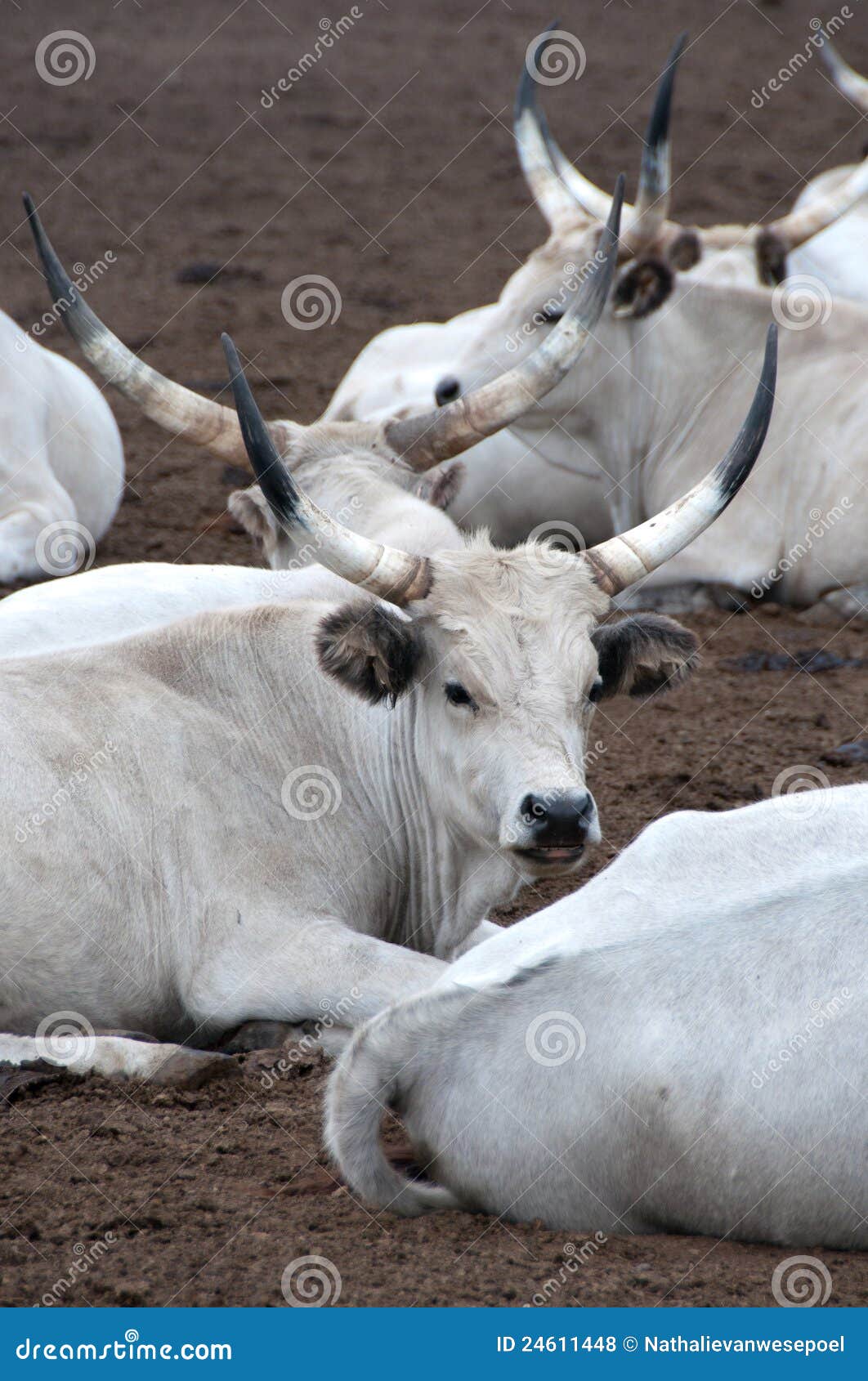 Hongaarse grijze stieren stock foto. Image of cultuur - 24611448