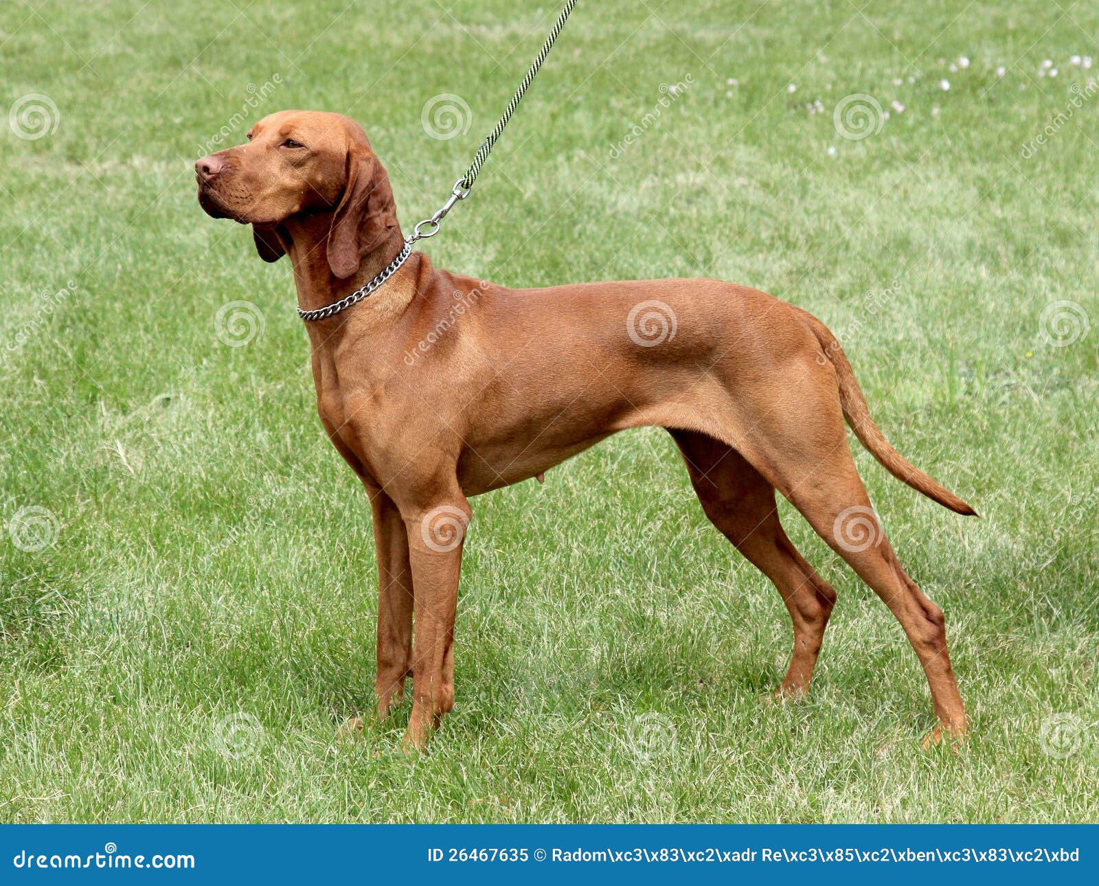 Hongaarse Kortharige Het Richten Hond Stock Afbeelding - Image of ...
