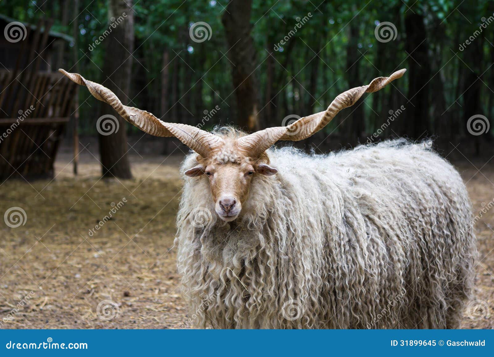 Hongaarse 'racka' schapen stock afbeelding. Image of bont - 31899645