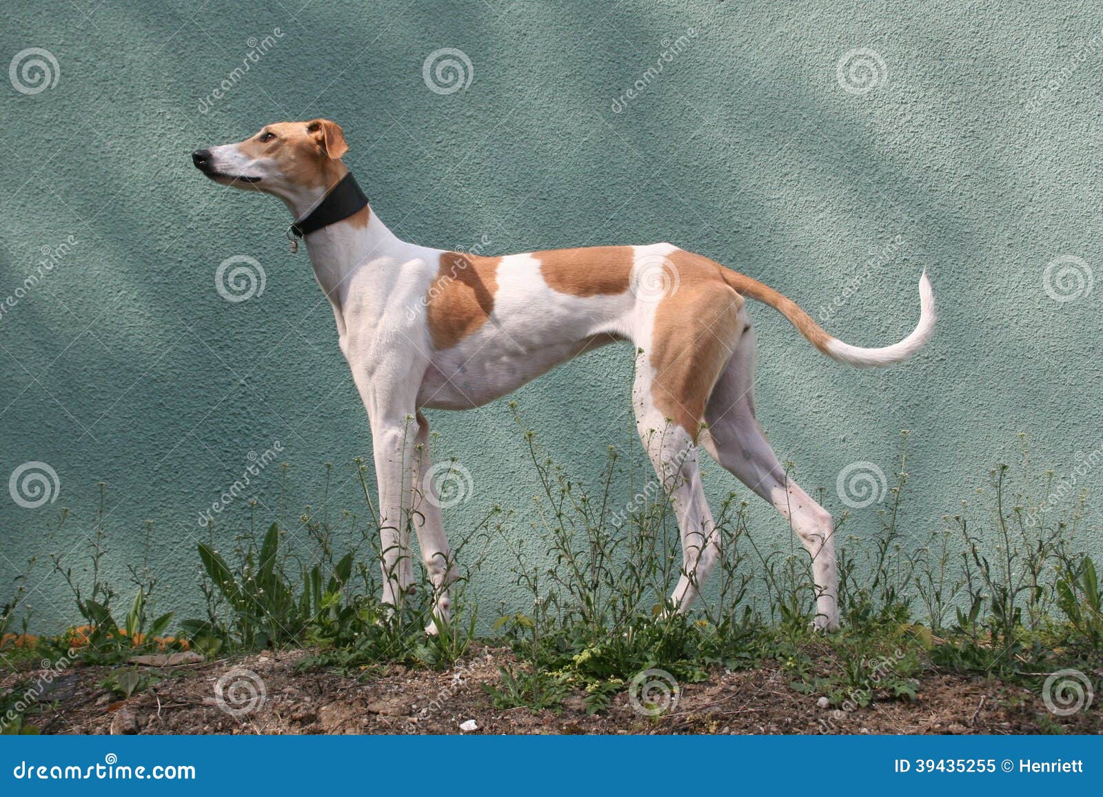 Hongaarse windhond stock afbeelding. Image of hongaars - 39435255