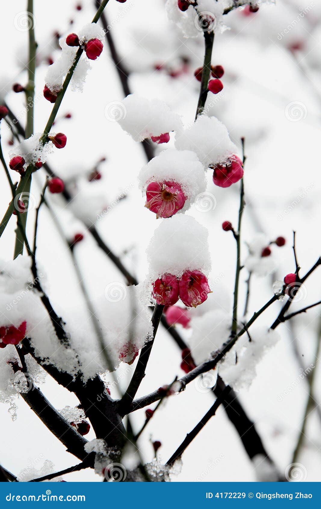 Hongmei Ao-xue stock image. Image of usher, bloom, 2008 - 4172229