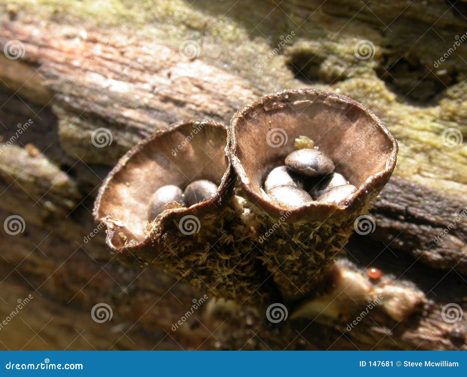 Hongo 01 De La Jerarquía De Los Pájaros Imagen de archivo - Imagen de ...