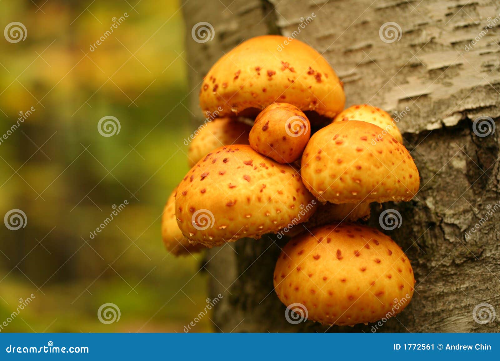 Hongo amarillo imagen de archivo. Imagen de seta, algonquino - 1772561