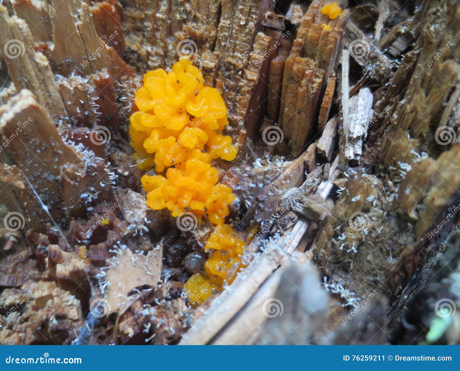 Hongo amarillo comestible imagen de archivo. Imagen de también - 76259211