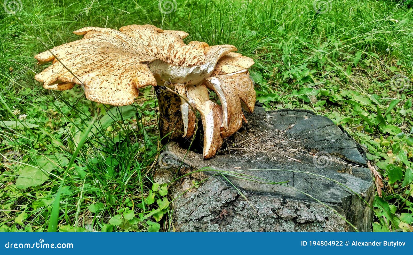 Hongo Amarillo Grande En El Trozo Foto de archivo - Imagen de cubo ...