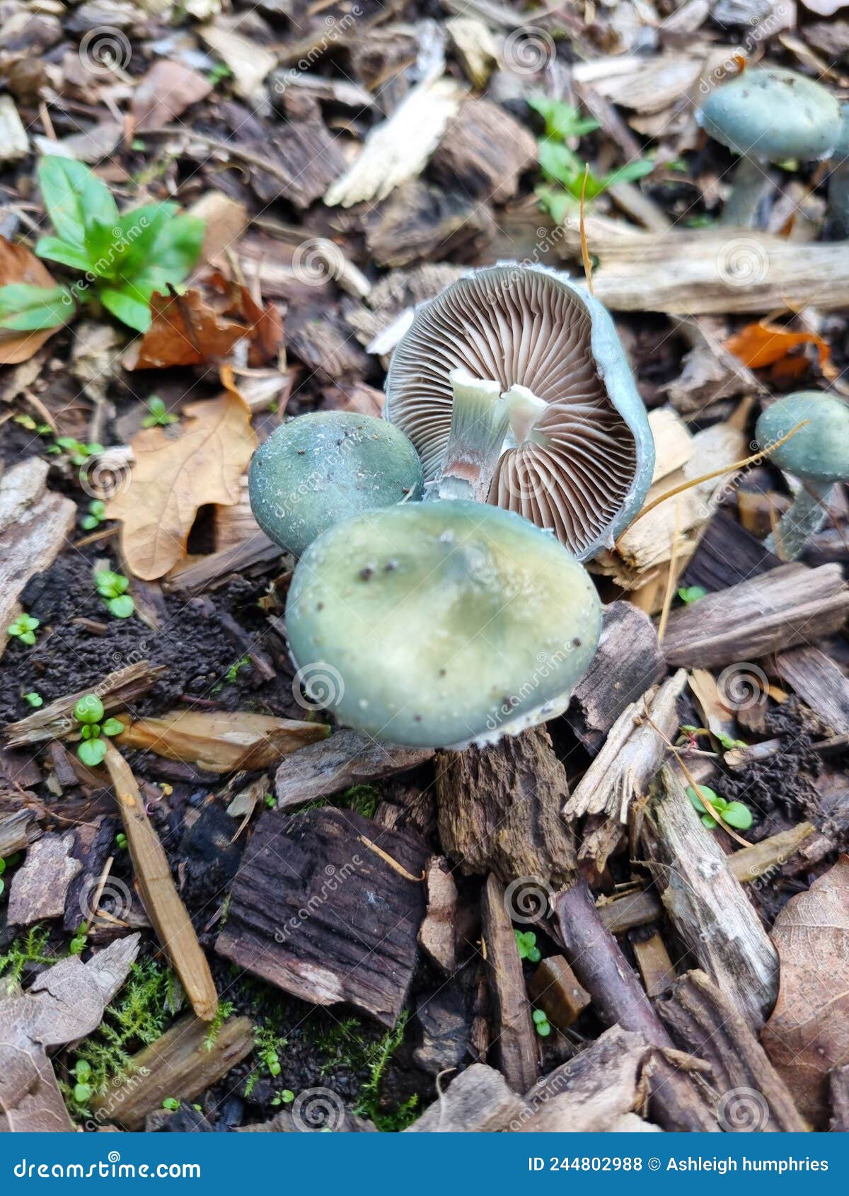 Hongo Azul De Cabeza Redonda Foto de archivo - Imagen de hoja, fauna ...