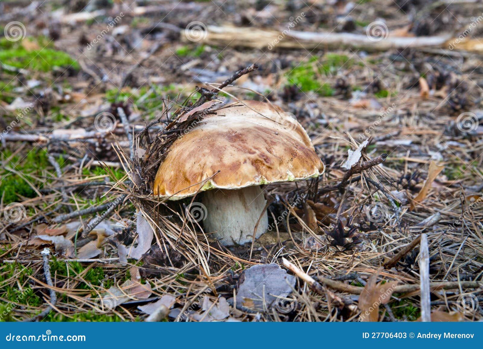 Hongo blanco imagen de archivo. Imagen de musgo, hongo - 27706403