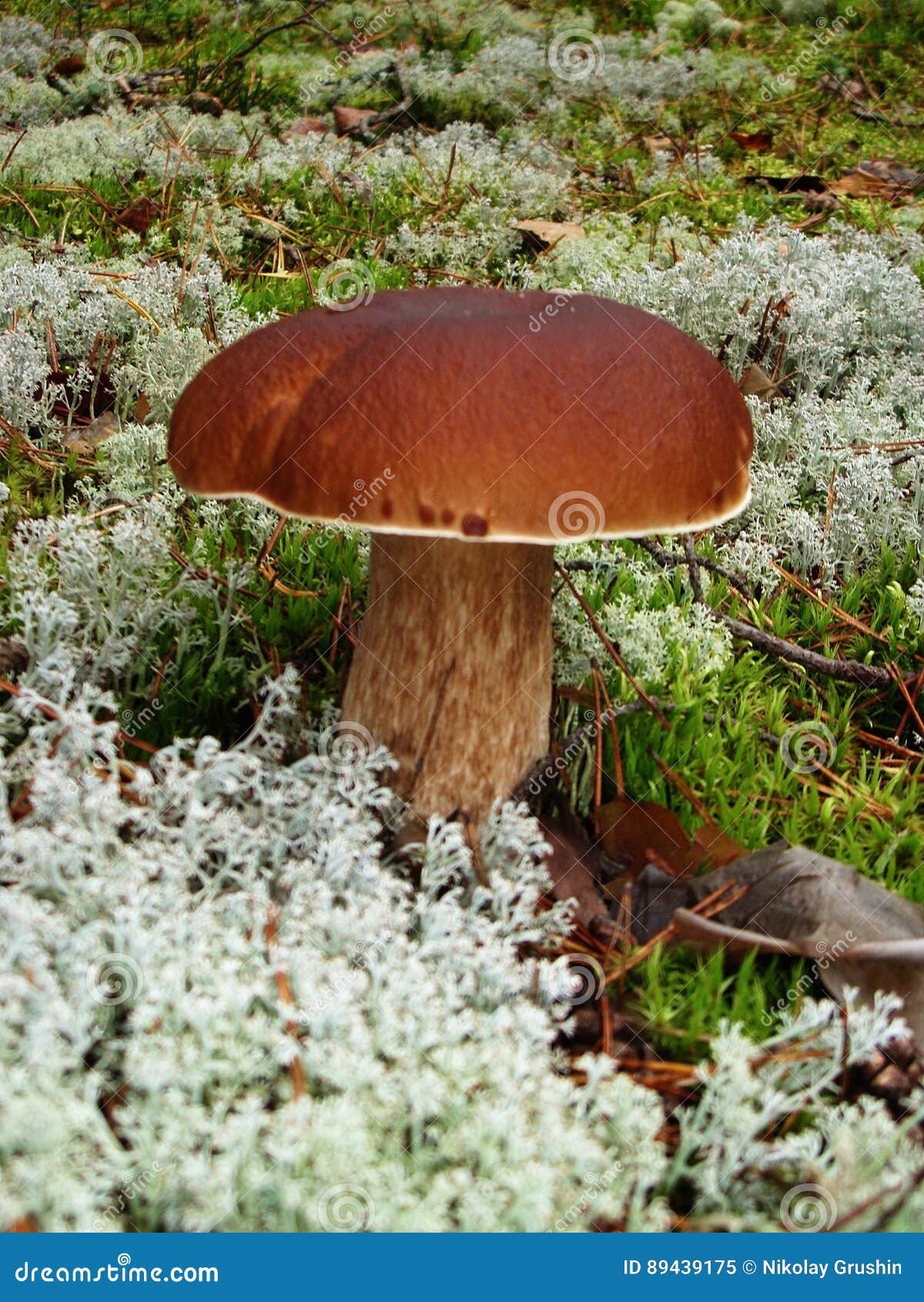 Hongo Blanco Comestible Que Crece En Un Musgo Imagen de archivo ...