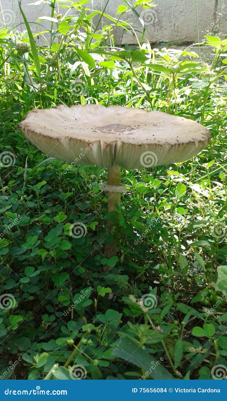 Hongo blanco de jardin - stock photo. Image of jardin - 75656084