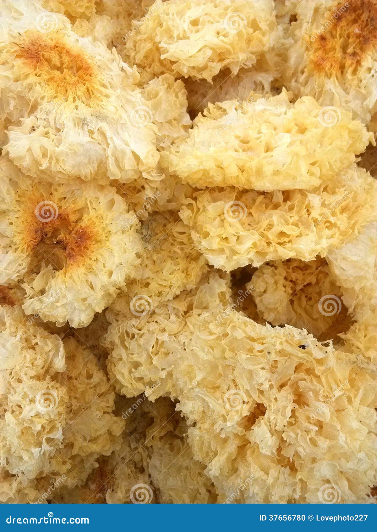 Hongo blanco foto de archivo. Imagen de semitransparente - 37656780