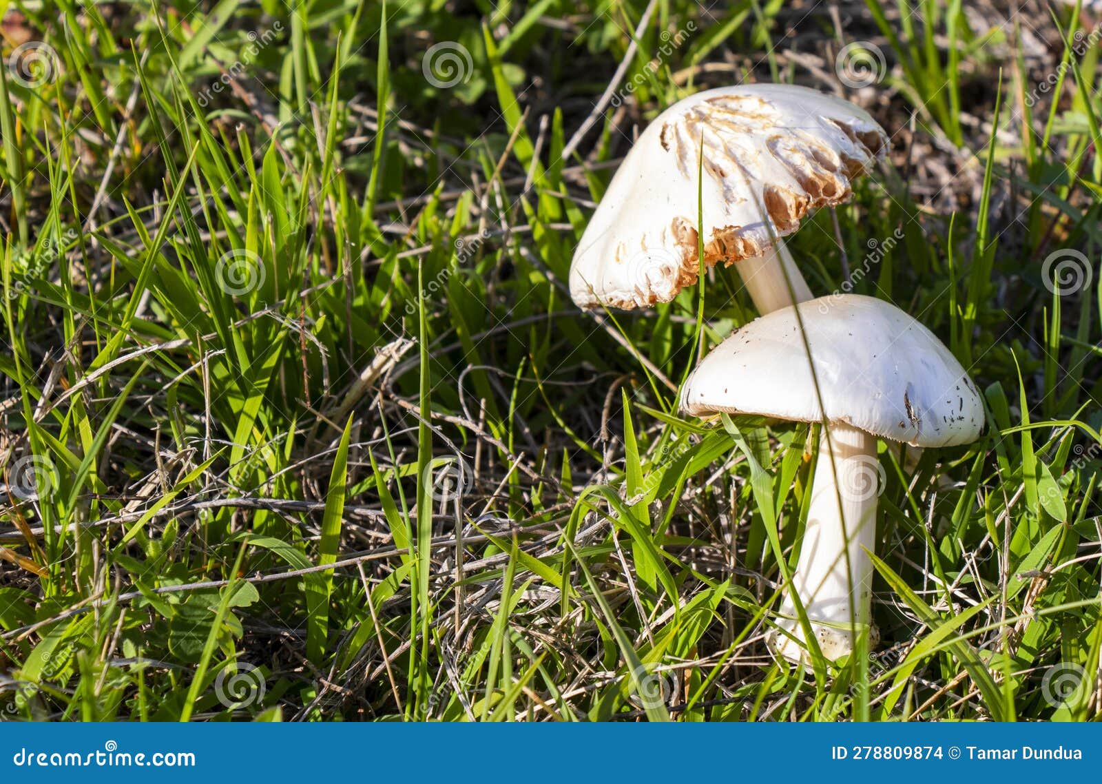Hongo blanco foto de archivo. Imagen de planta, casa - 278809874