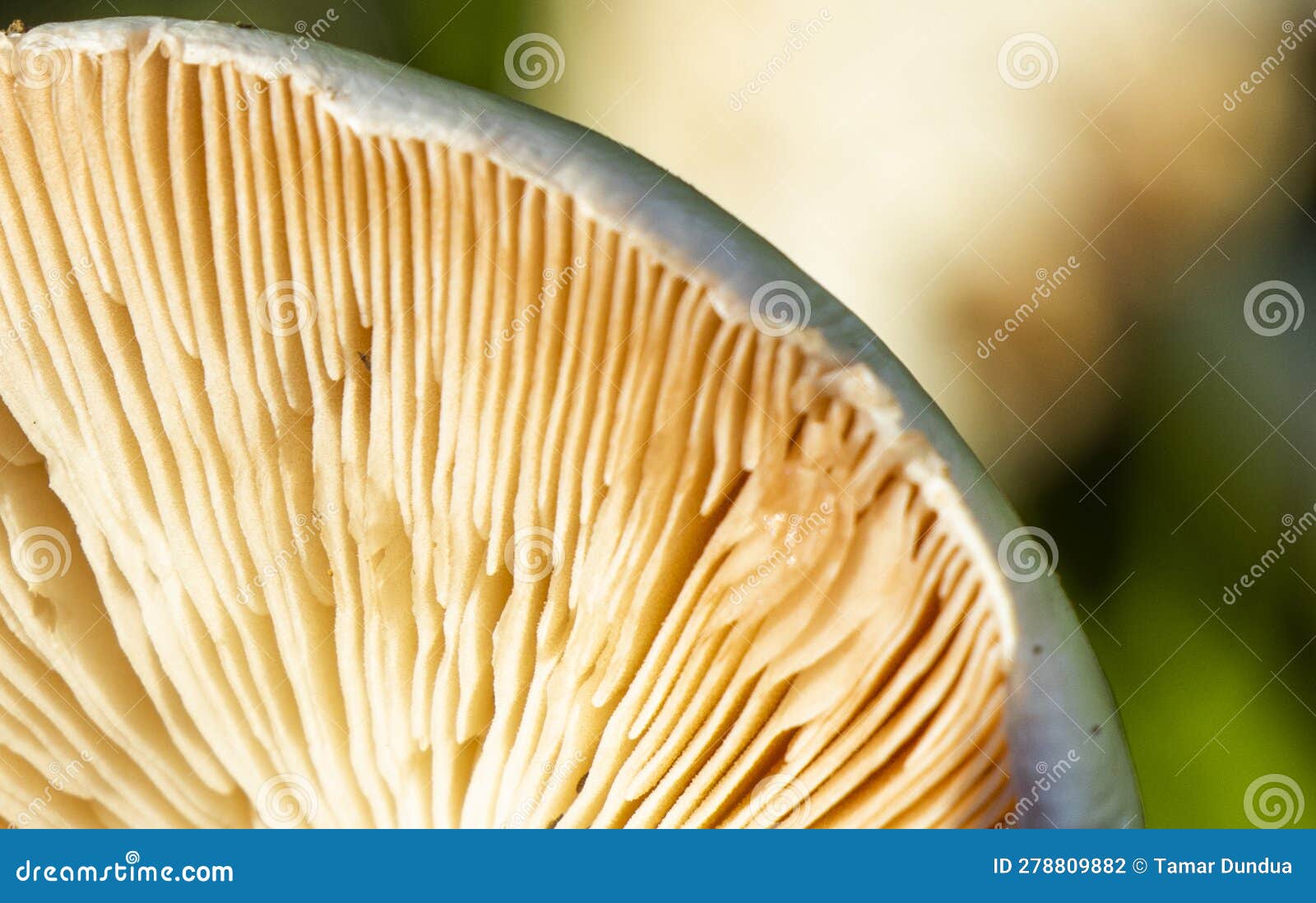 Hongo blanco foto de archivo. Imagen de cubo, pesado - 278809882