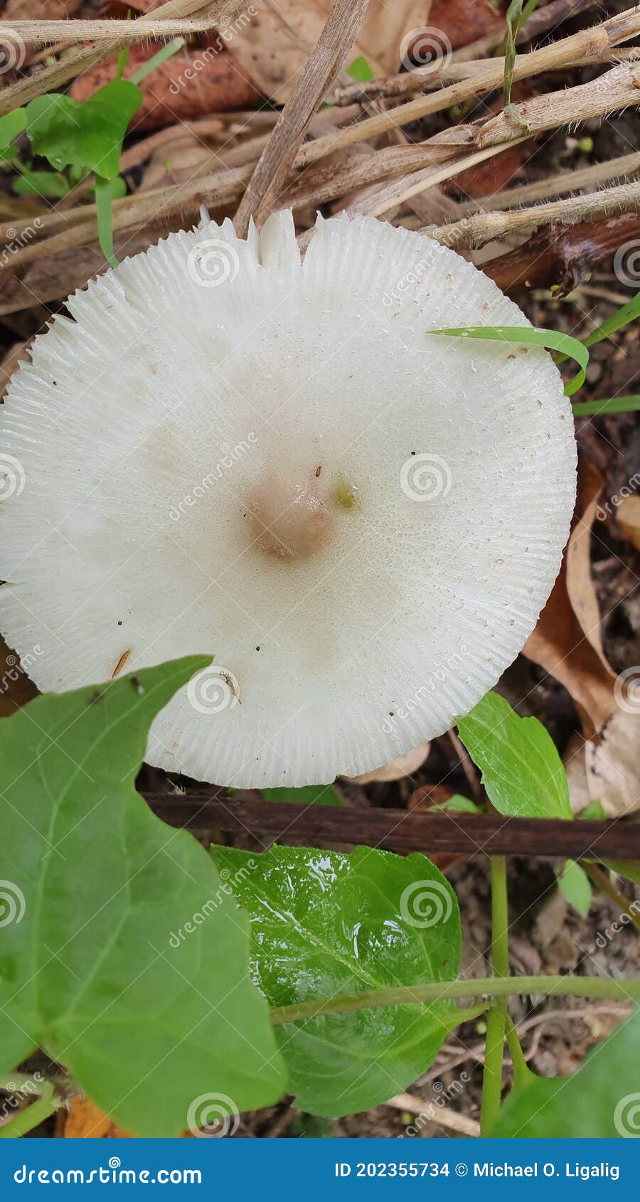 Hongo Blanco Silvestre Y Es Comestible Foto de archivo - Imagen de ...