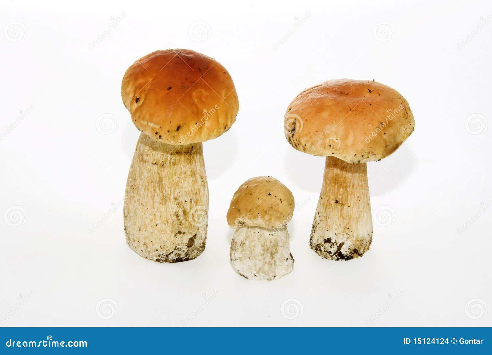 Hongo blanco tres foto de archivo. Imagen de cubo, hongo - 15124124