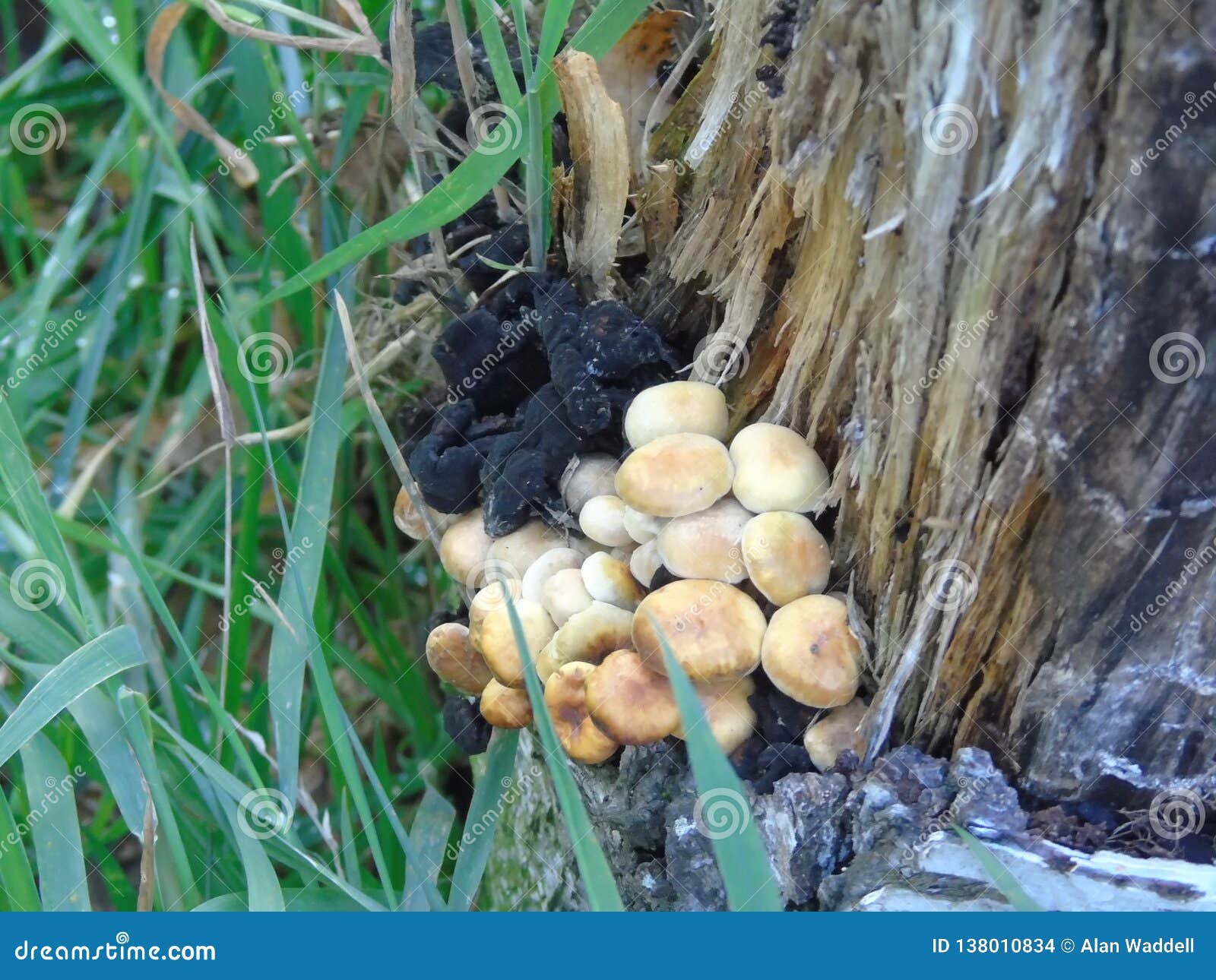 Hongo blanco y negro foto de archivo. Imagen de setas - 138010834