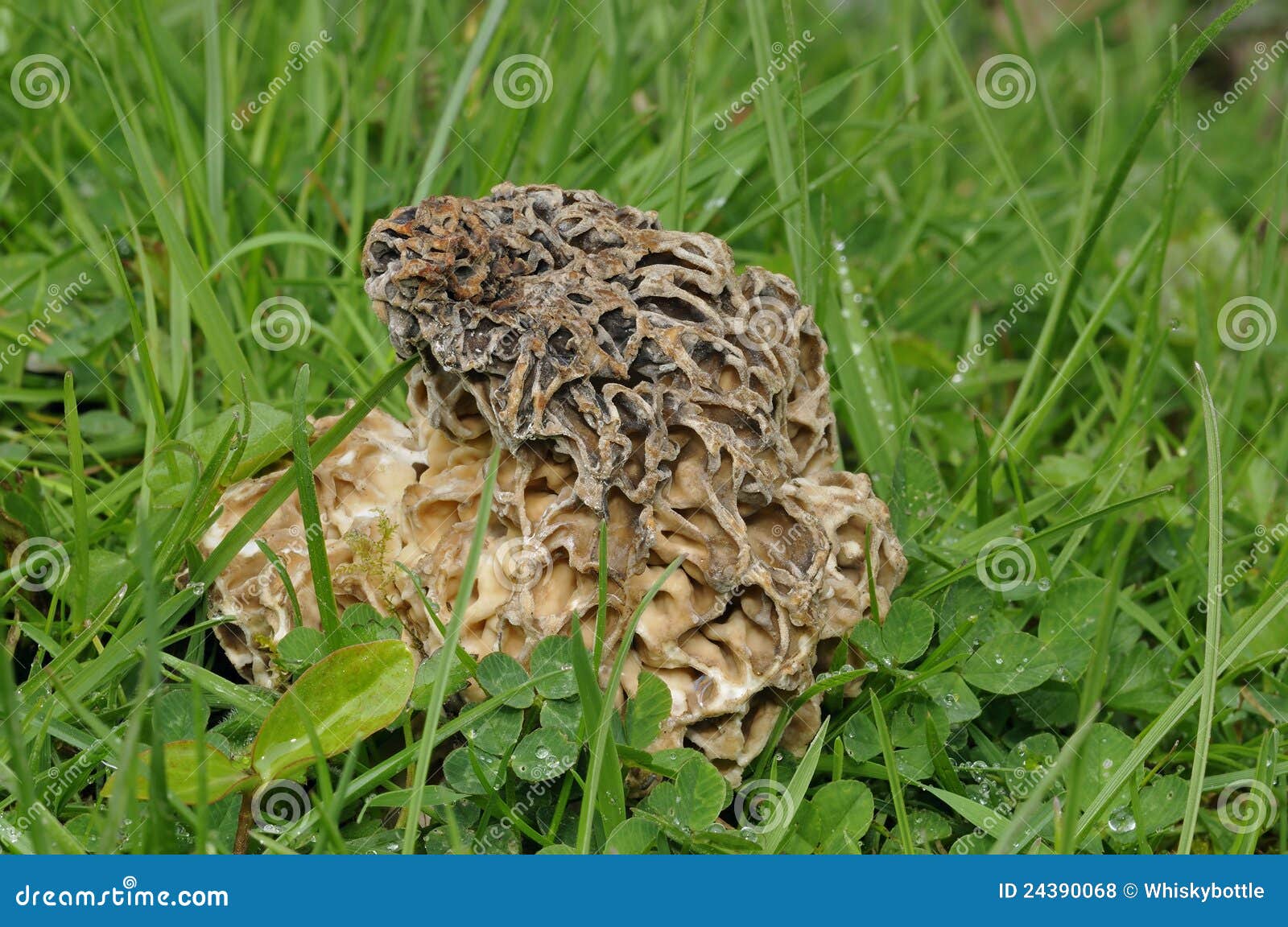 Hongo Comestible De La Morilla Foto de archivo - Imagen de cortina ...