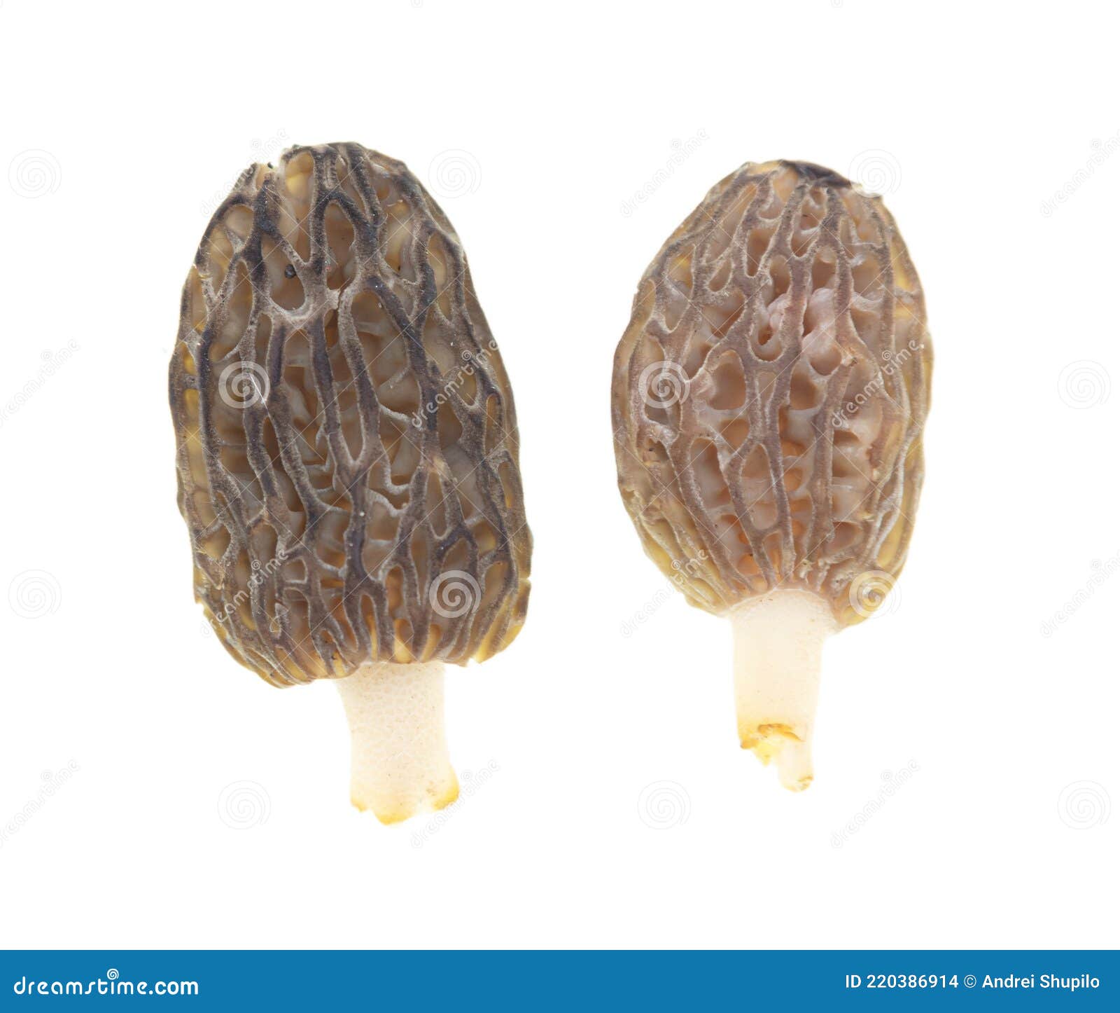 Hongo De Colmenillas Aislado Sobre Blanco Foto de archivo - Imagen de ...