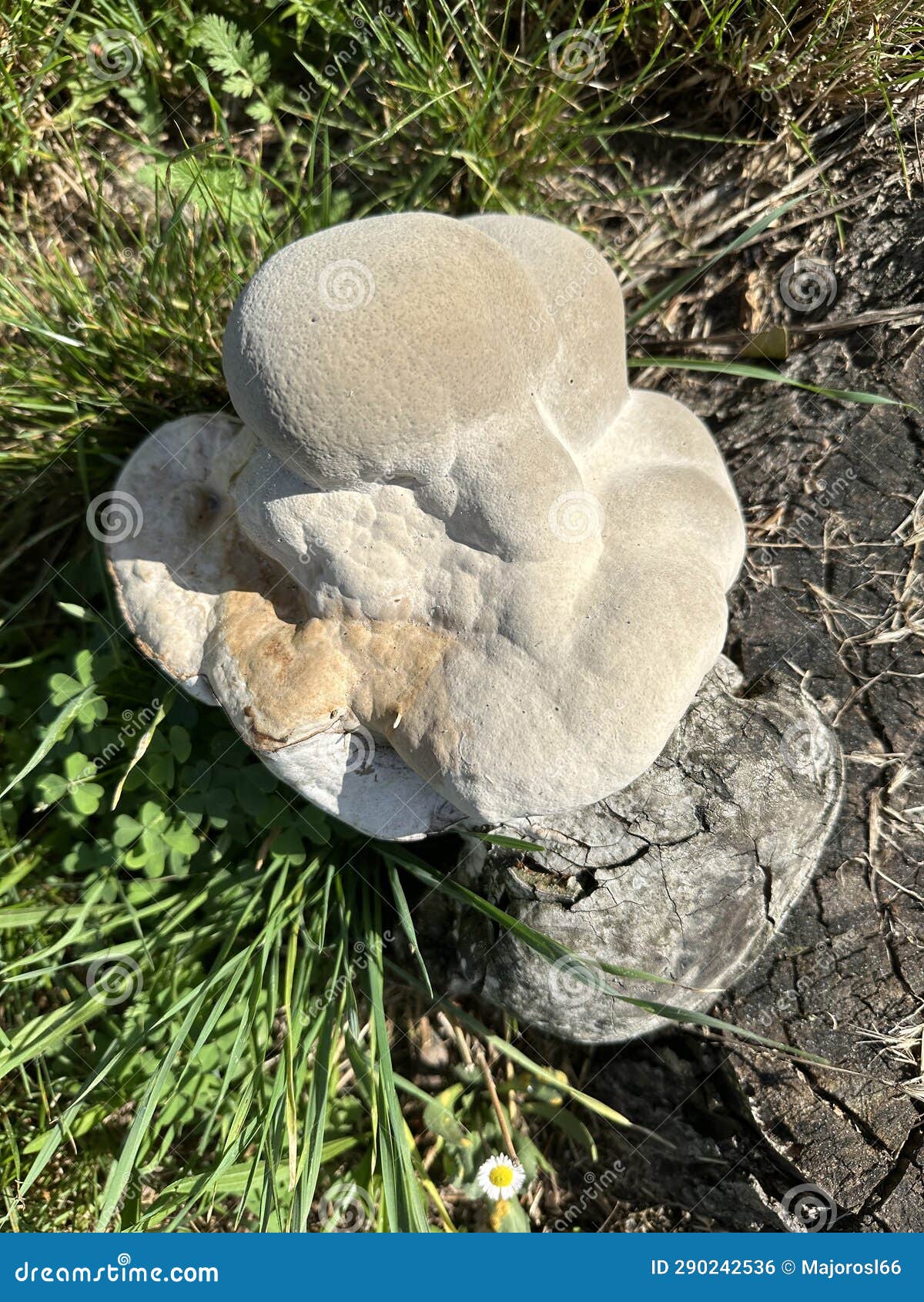 Hongo De Hongos Grandes En La Hierba Foto de archivo - Imagen de primer ...