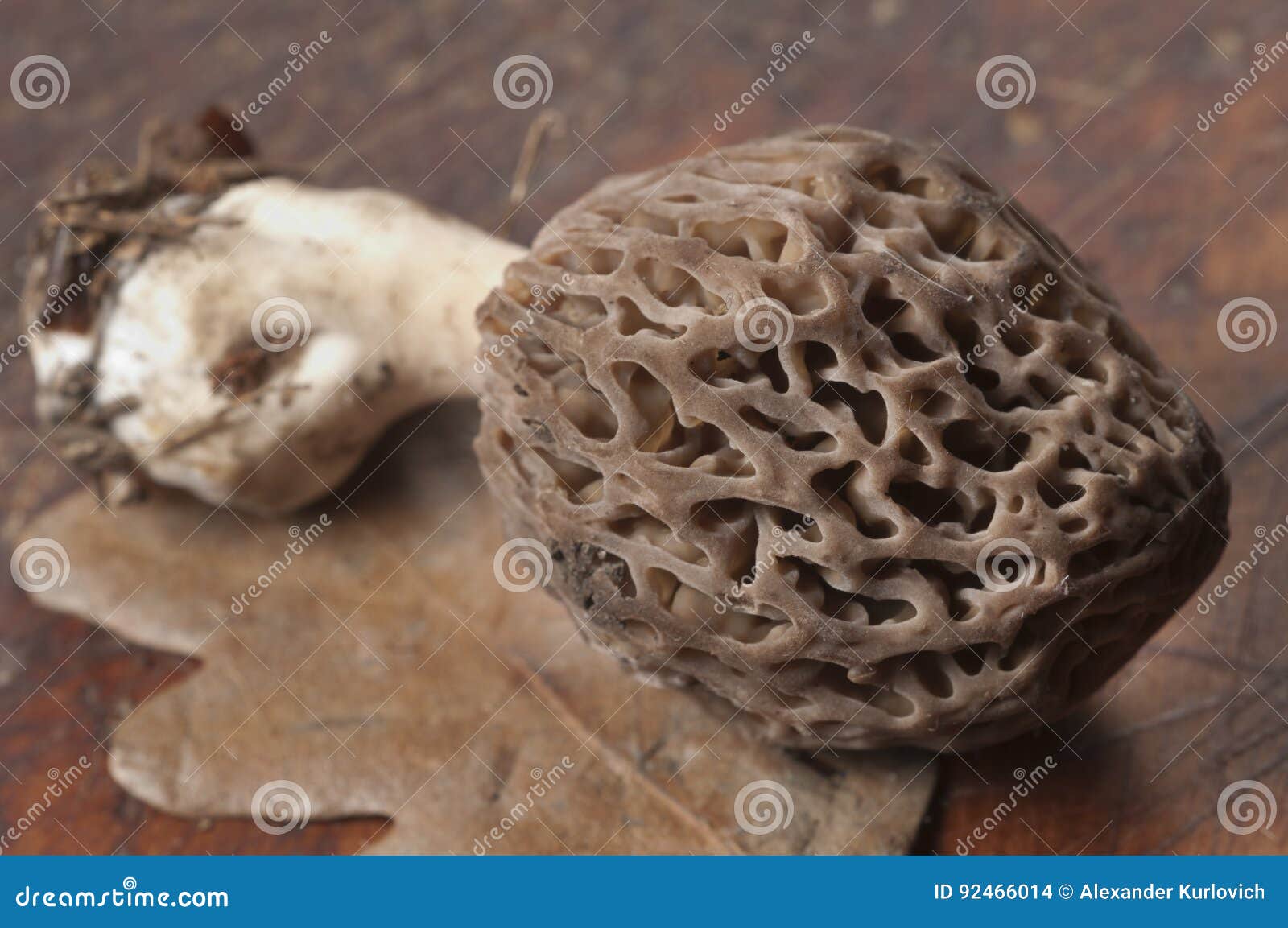 Hongo de la morilla foto de archivo. Imagen de alimento - 92466014