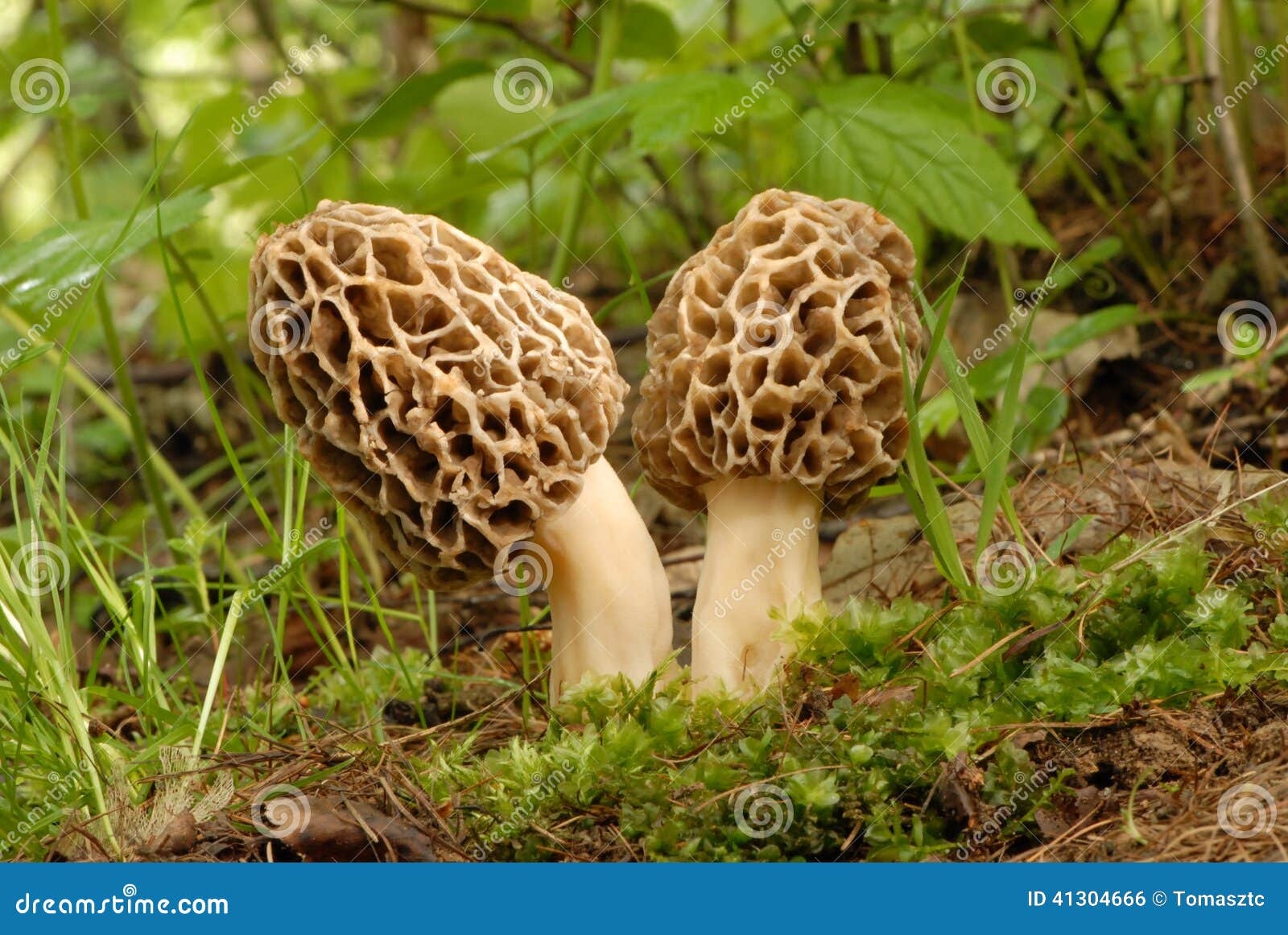 Hongo De La Morilla Común (Morchella Esculenta) Foto de archivo ...